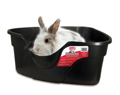 Litter Train Your Pet Rabbit